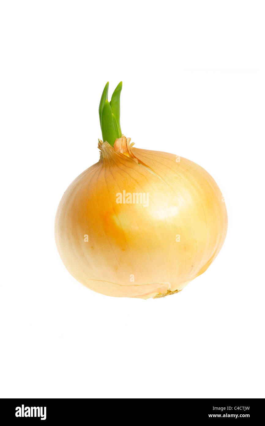 onion isolated on white background Stock Photo - Alamy