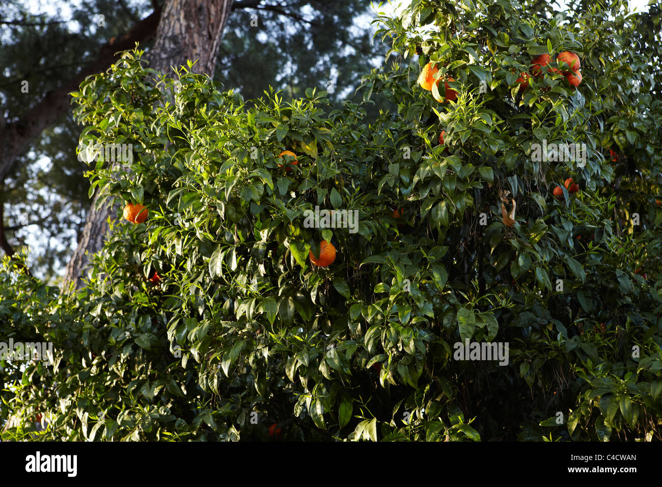 Orange Tree, Rome, Italy Stock Photo - Alamy