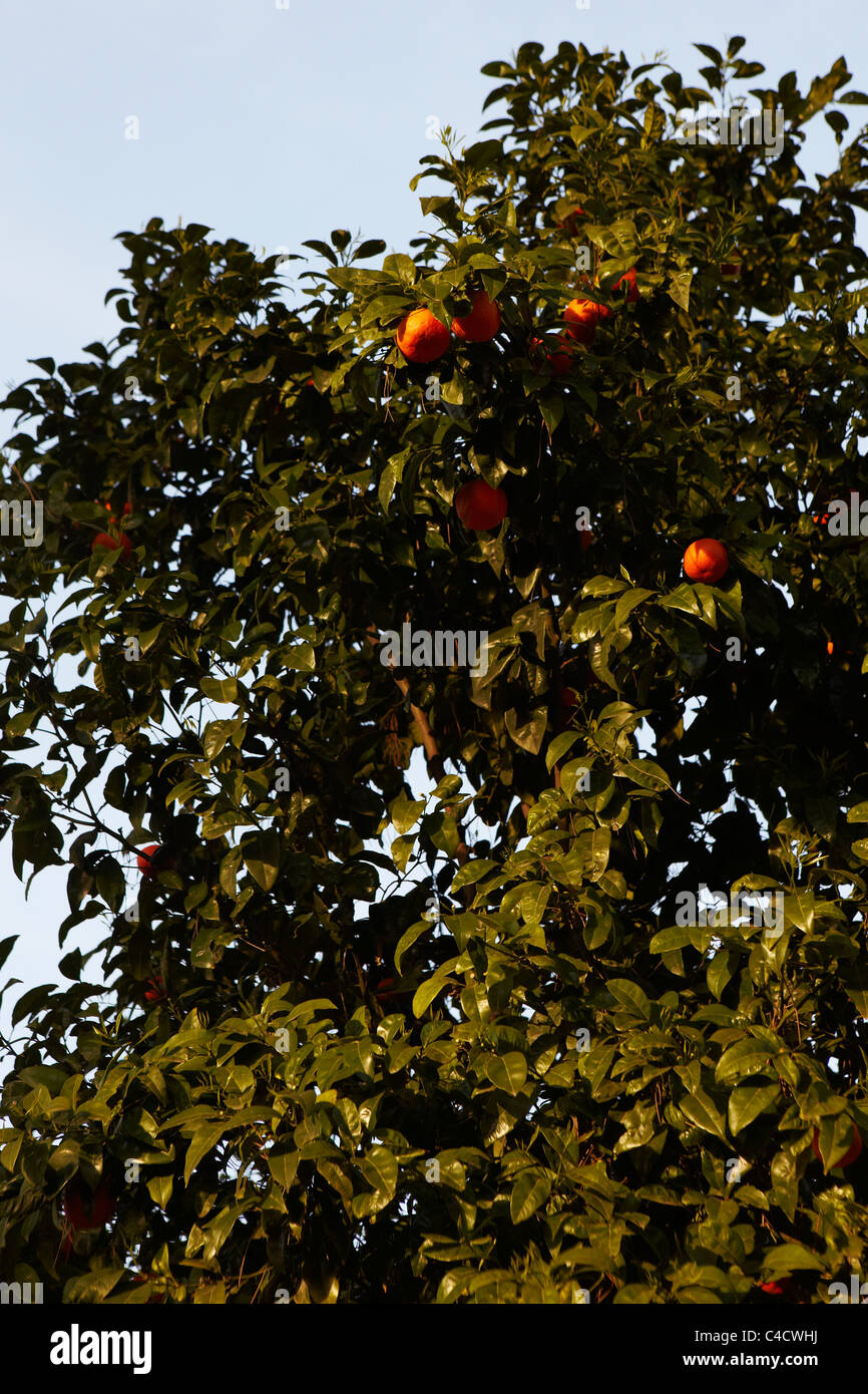 Orange grove tour hi-res stock photography and images - Alamy