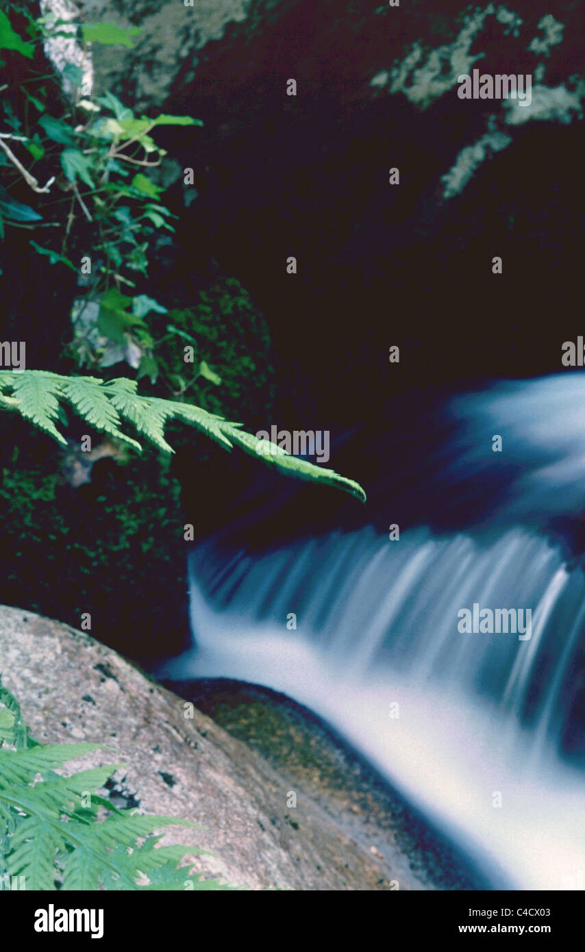 Fern leaf by river flowing over rocks Stock Photo - Alamy