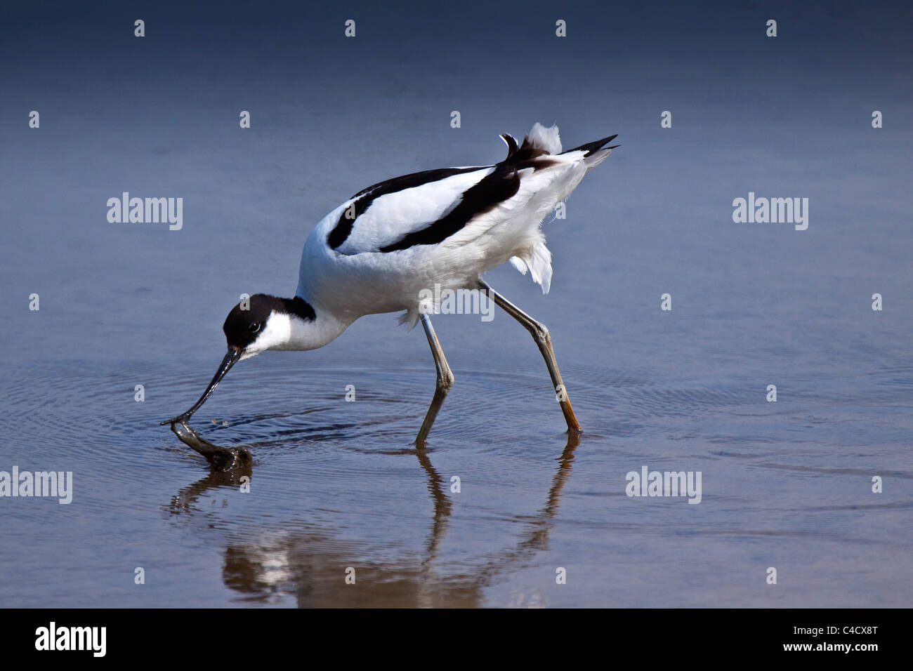 Black and white avocet hi-res stock photography and images - Alamy