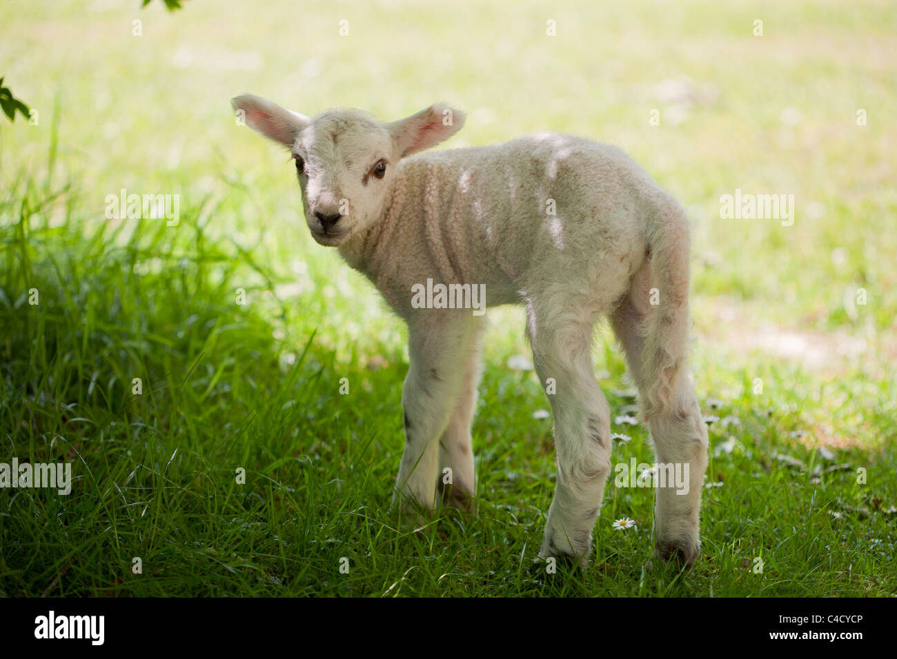 Rejected lamb hi-res stock photography and images - Alamy