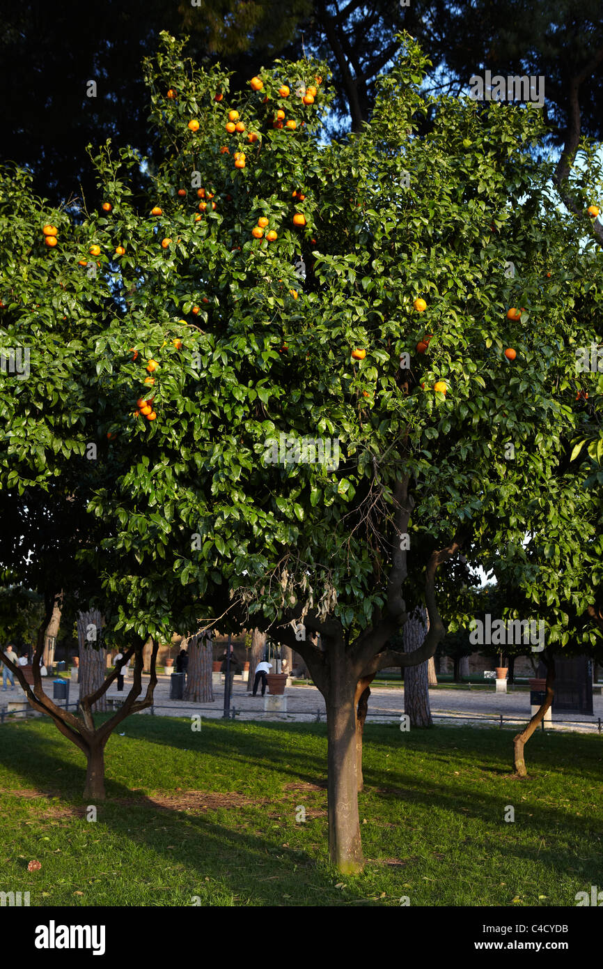 Orange Tree, Rome, Italy Stock Photo - Alamy