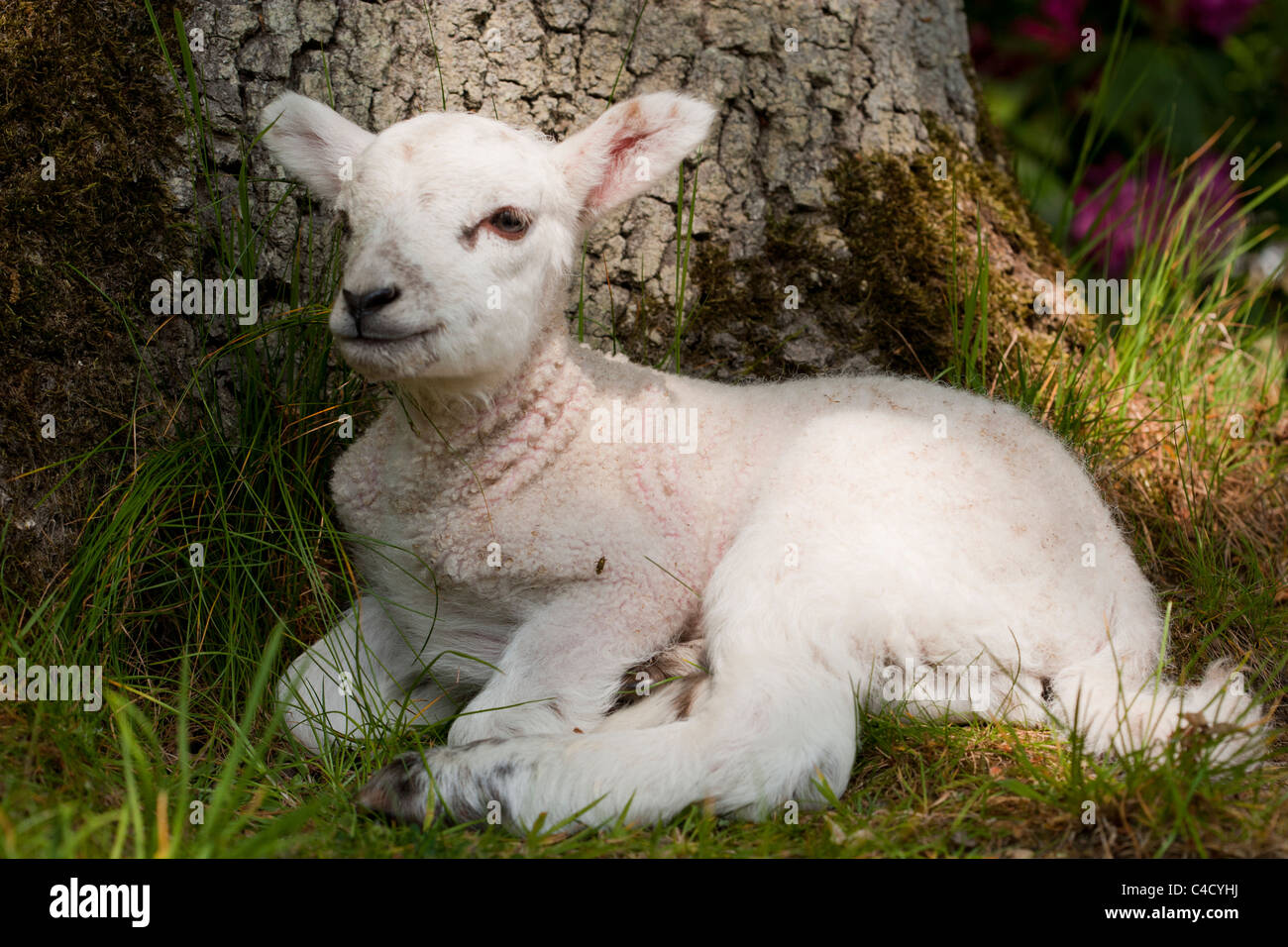 Rejected lamb hi-res stock photography and images - Alamy