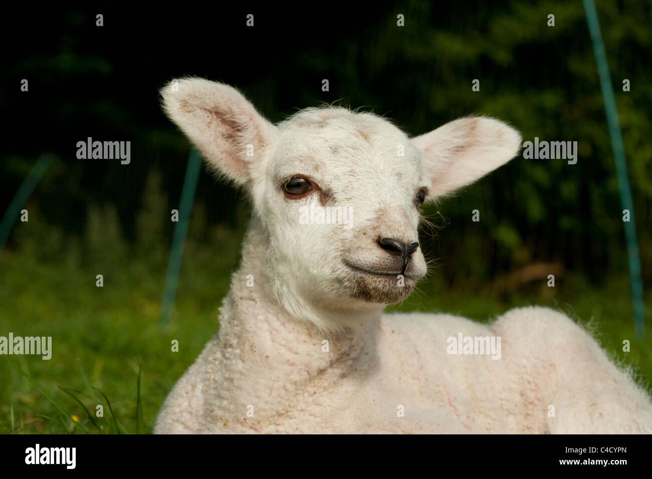 Orphan lamb hi-res stock photography and images - Alamy