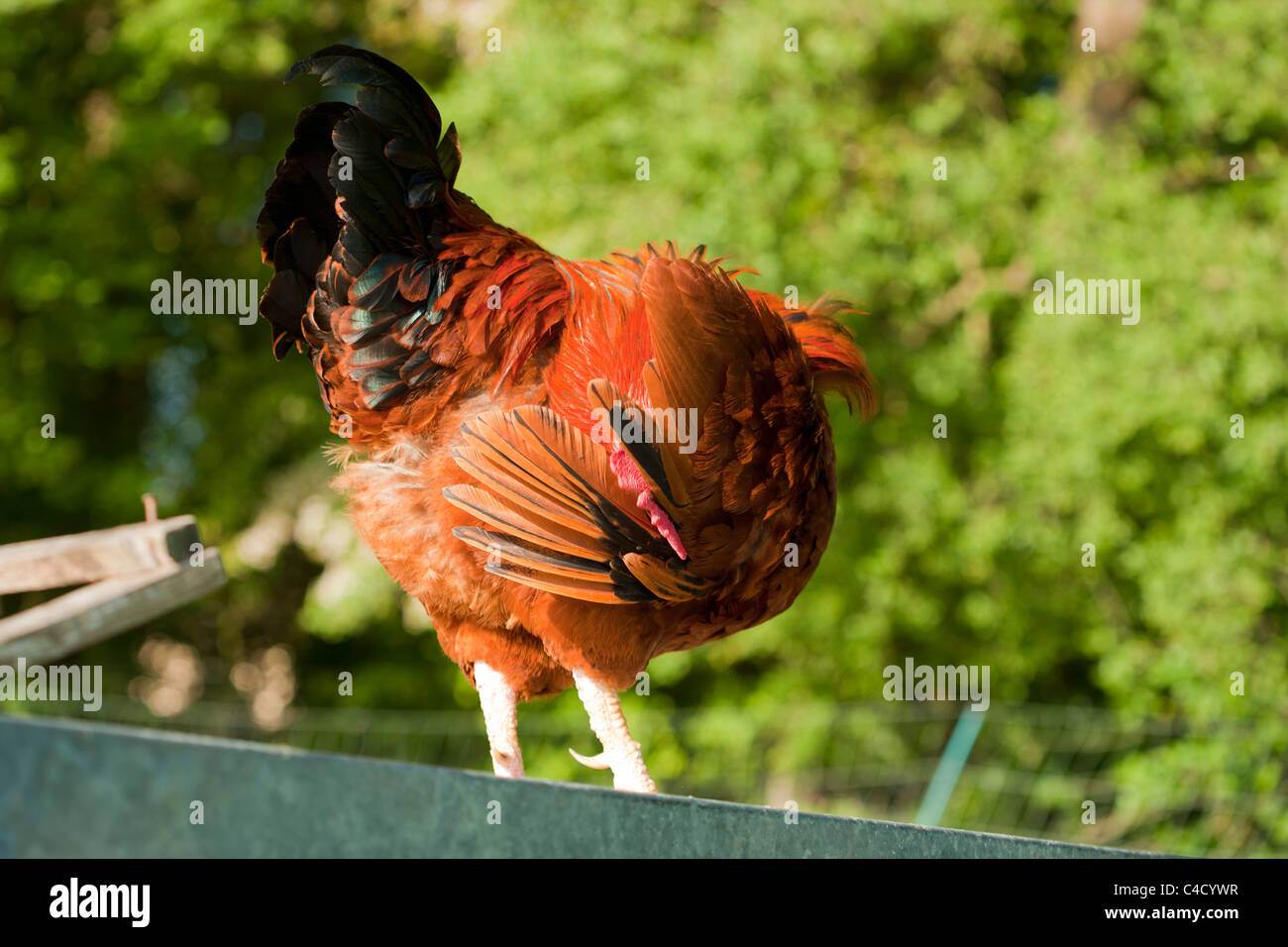 Cockerel bird High Resolution Stock Photography and Images - Alamy
