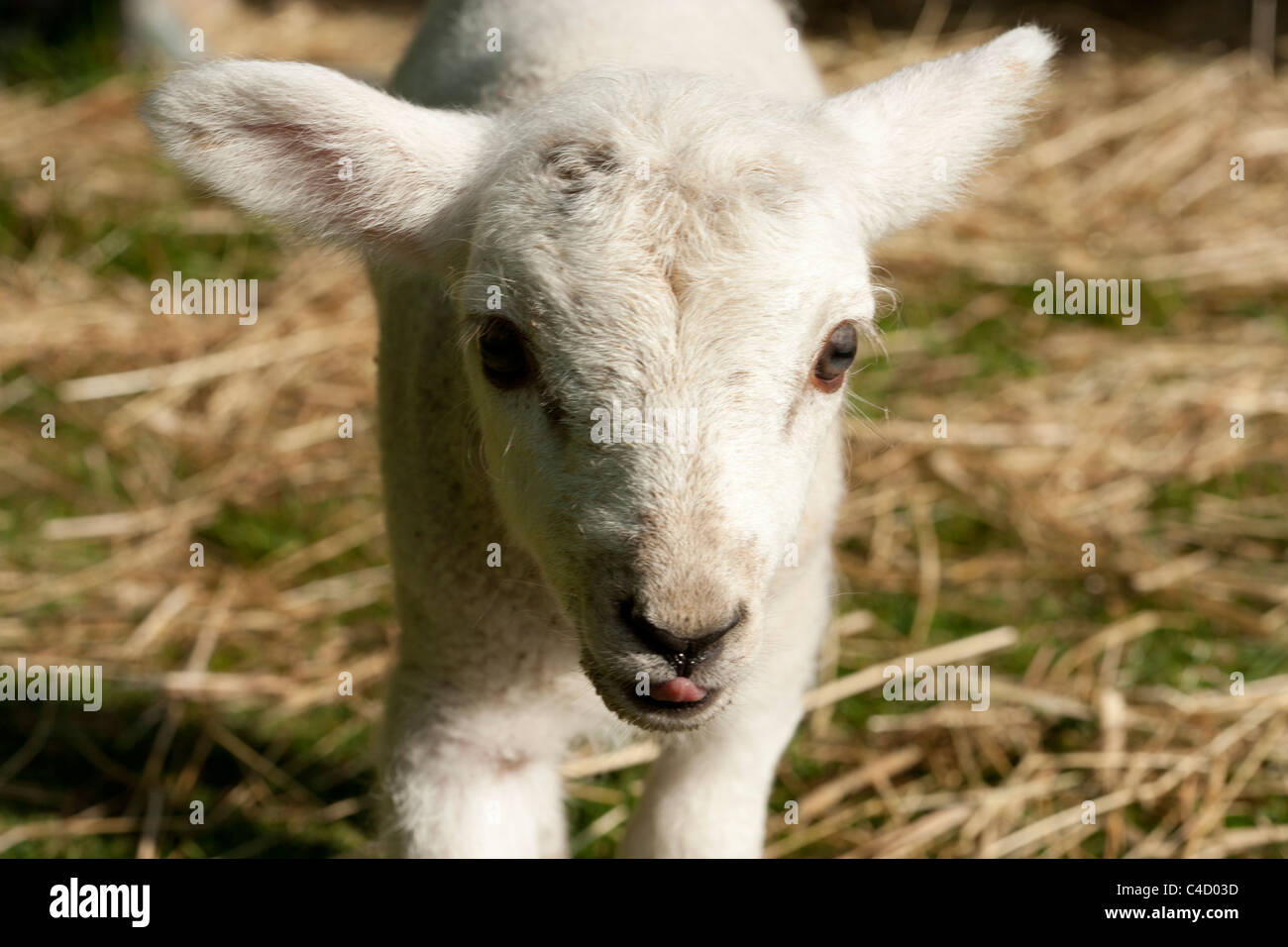 Orphan lamb hi-res stock photography and images - Alamy