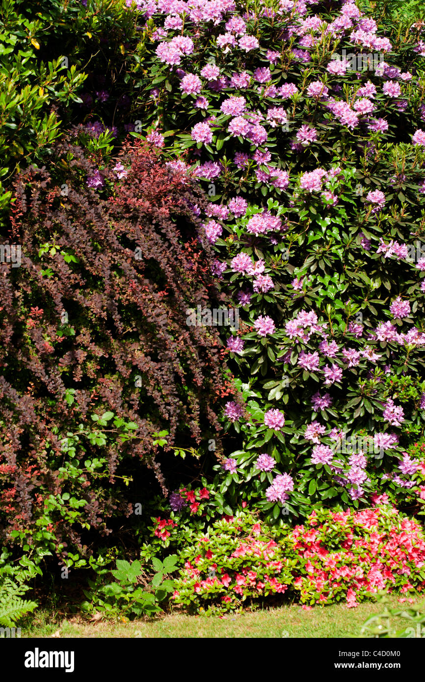 Garden shrub border, Berberis and Rhododendron and Azalea Stock Photo ...