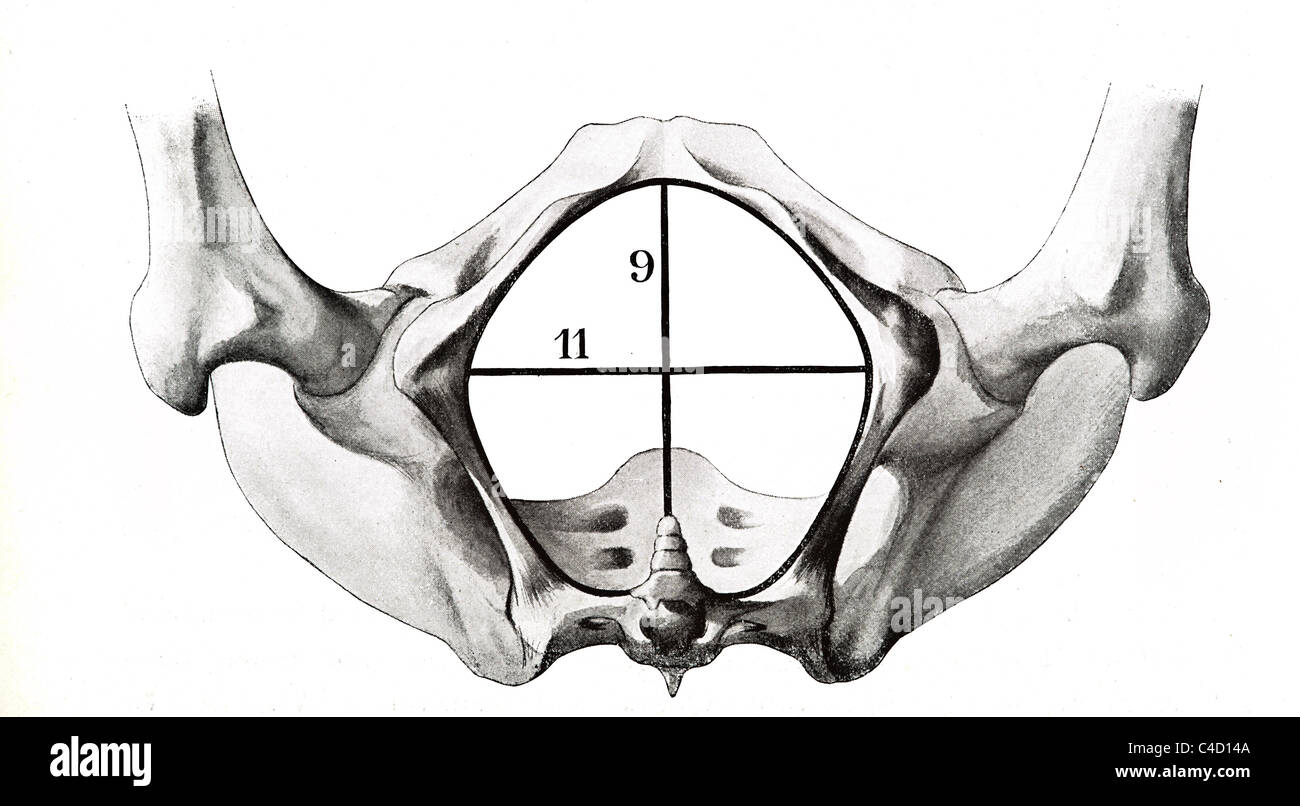 Illustration of Human Pelvis copyright 1905 Stock Photo - Alamy