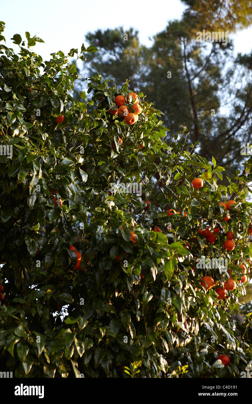 Orange Tree, Rome, Italy Stock Photo - Alamy