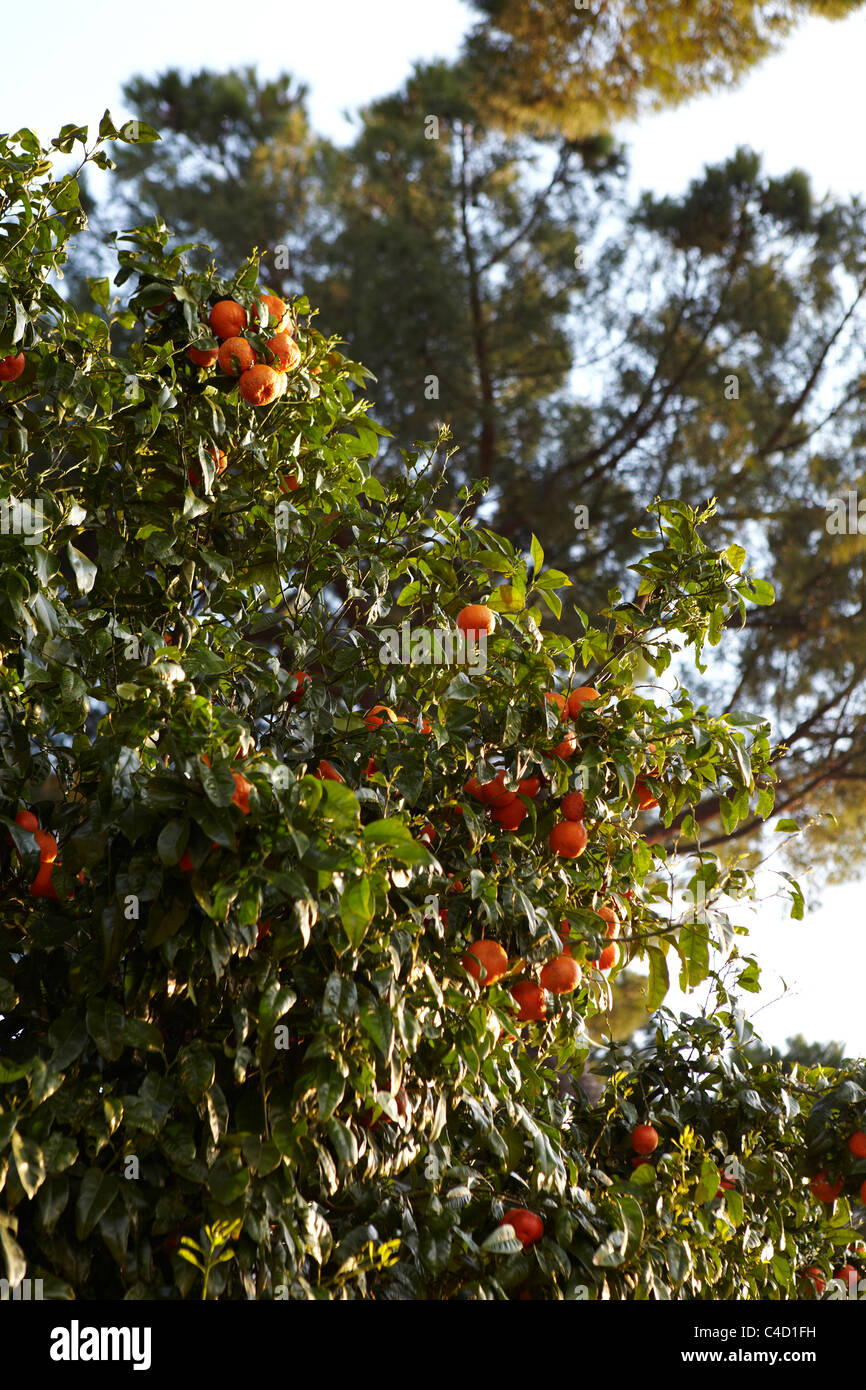 Orange Tree, Rome, Italy Stock Photo - Alamy
