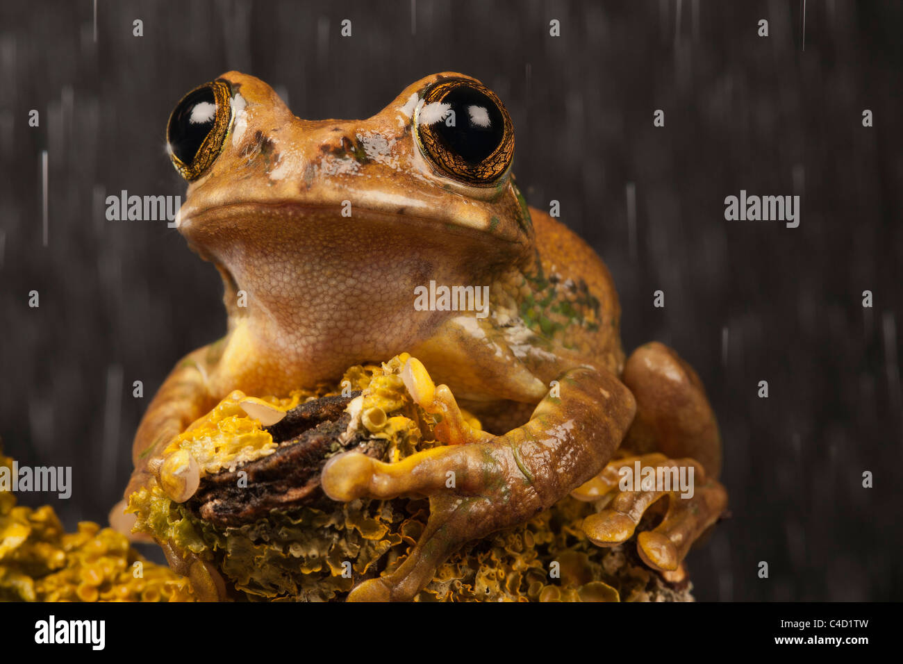 Marbled Reed Frog/ Painted Reed Frog (Hyperolius marmoratus) sat on ...