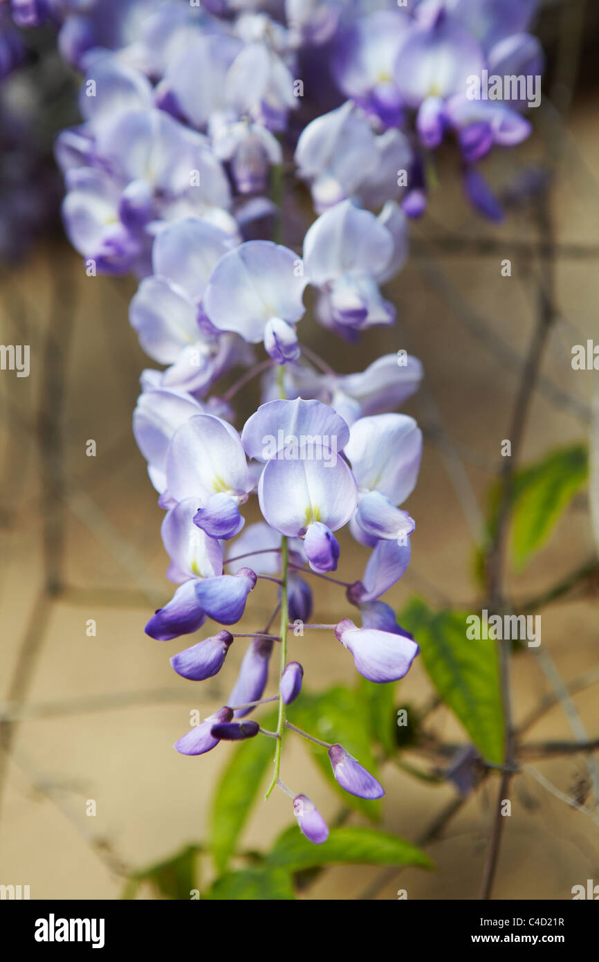 Wisteria blossom in Rome, Italy Stock Photo - Alamy