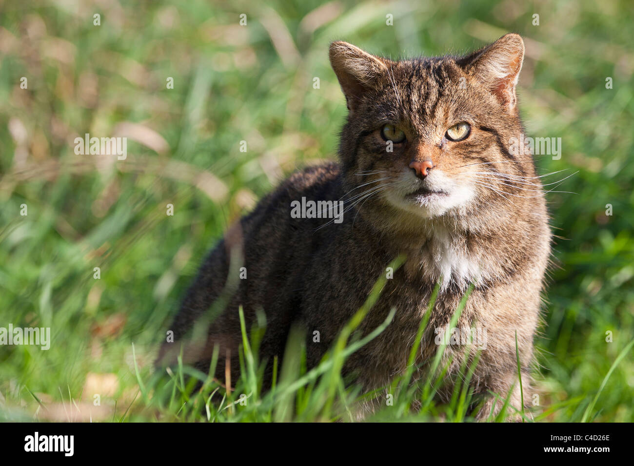 Scottish wild cat image hi-res stock photography and images - Alamy