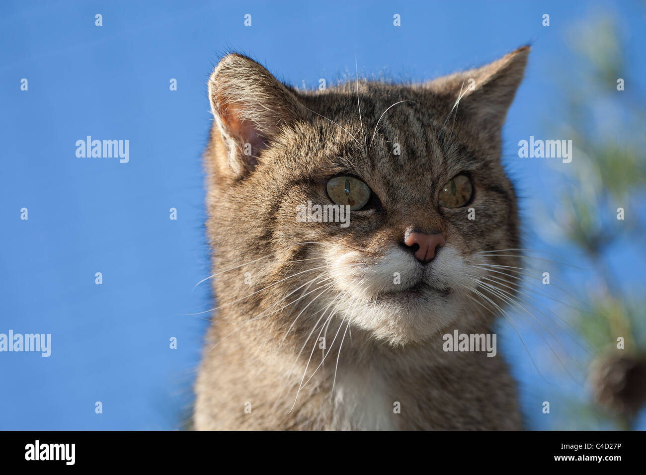 Scottish wildcat hi-res stock photography and images - Alamy