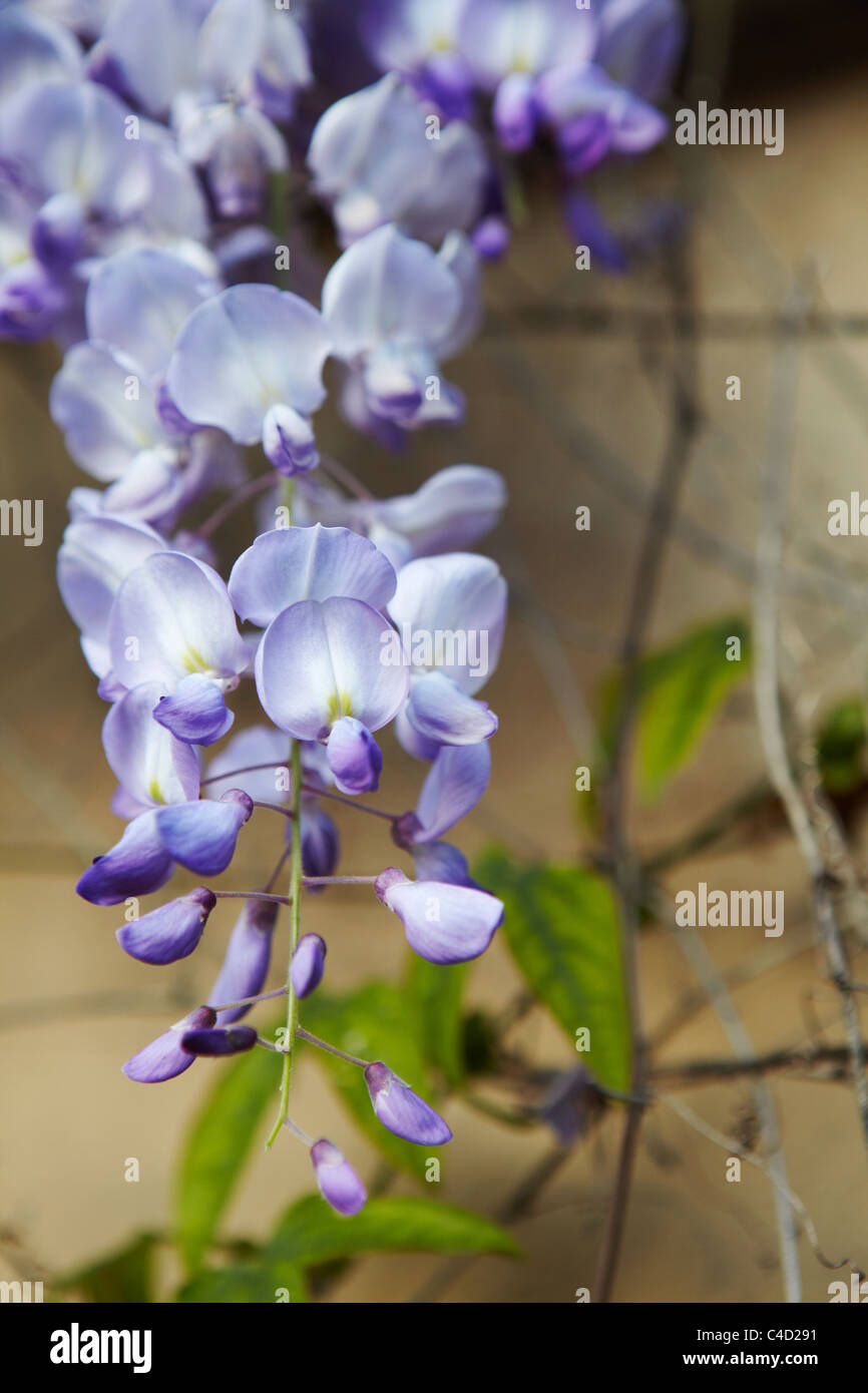 Wisteria blossom in Rome, Italy Stock Photo - Alamy
