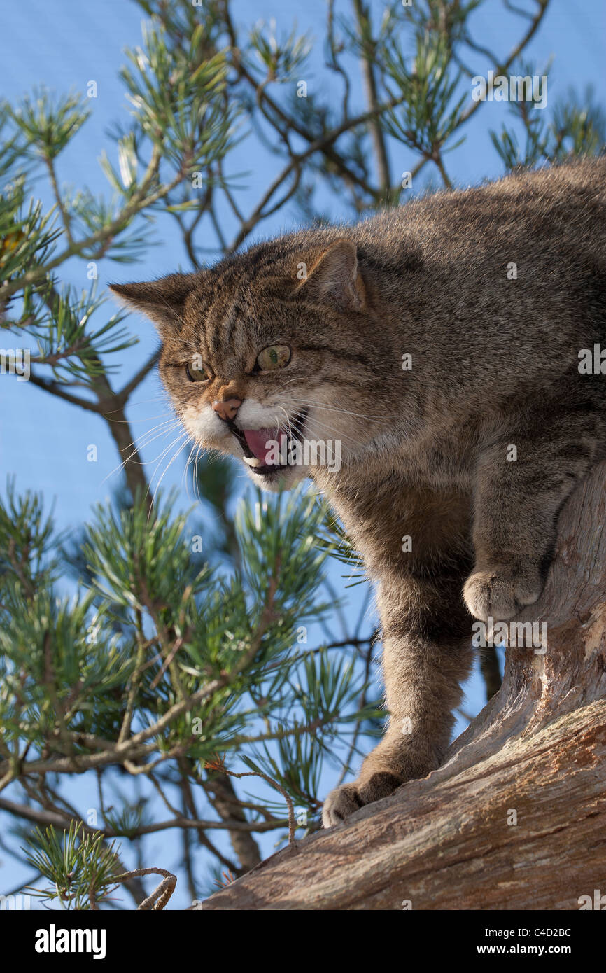 Dragoart Bobcats Fighting