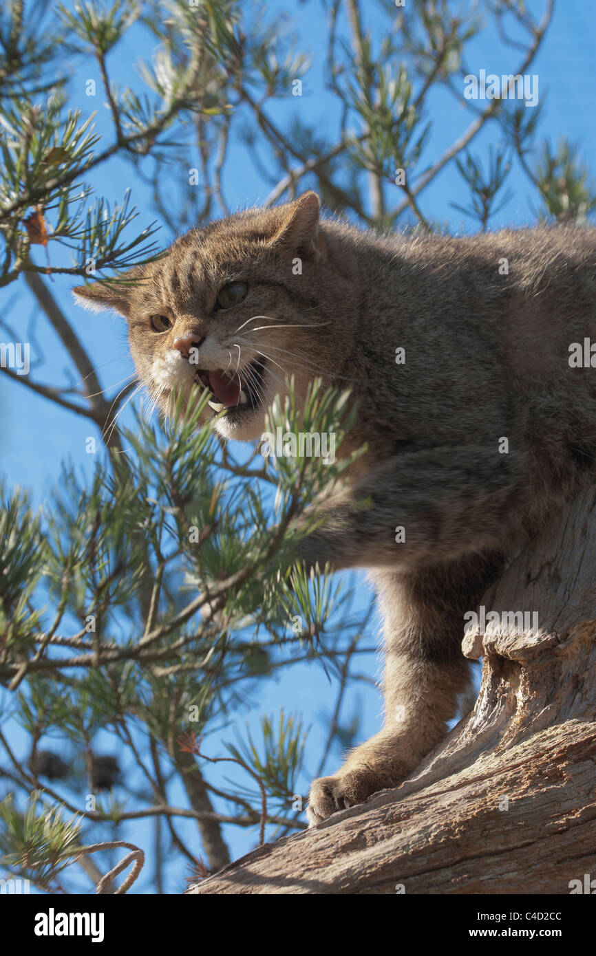 Scottish wildcat (Felis silvestris) in pine tree snarling and pawing ...