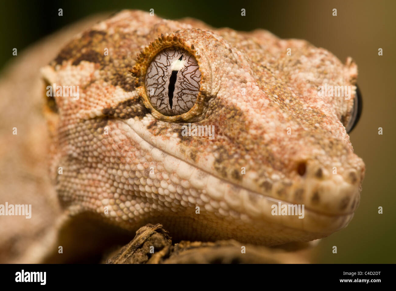 Bumpy Gecko High Resolution Stock Photography and Images - Alamy