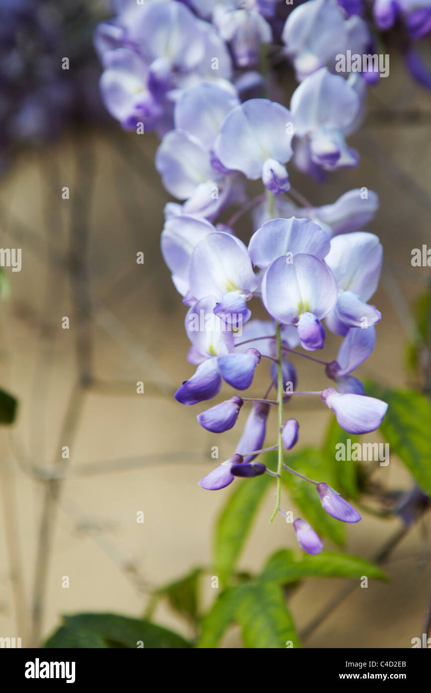 Wisteria blossom in Rome, Italy Stock Photo - Alamy