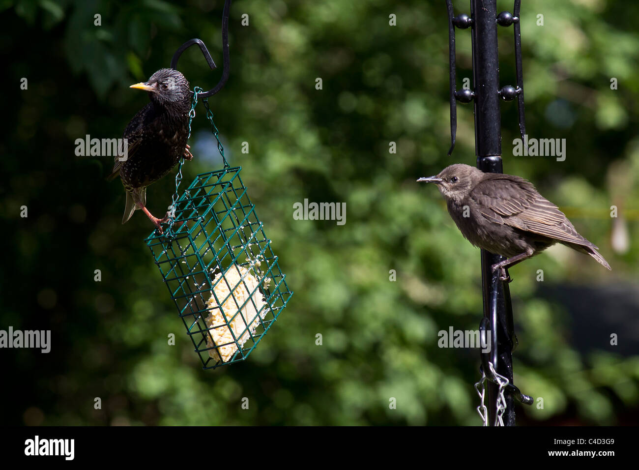 Adult Starling Feeding Young Stock Photos & Adult Starling Feeding ...