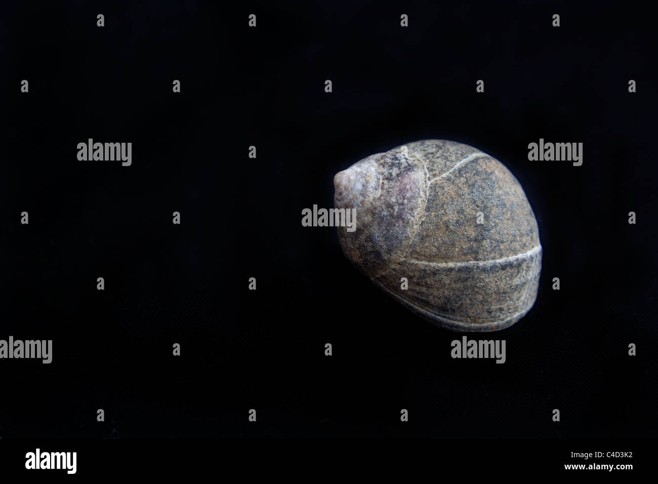 A very interestingly textured old seashell Stock Photo - Alamy