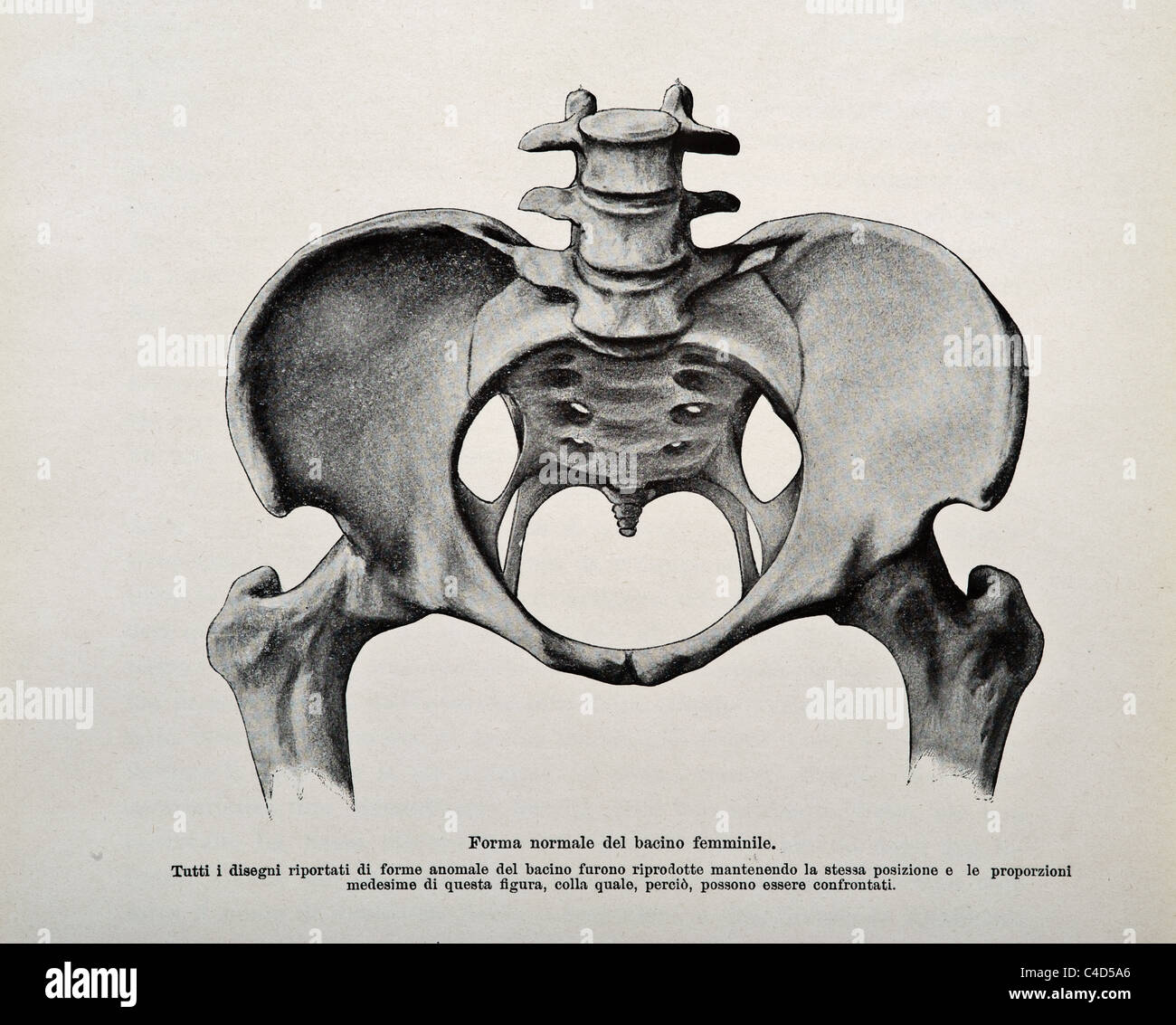 Illustration of Human Pelvis copyright 1905 Stock Photo - Alamy