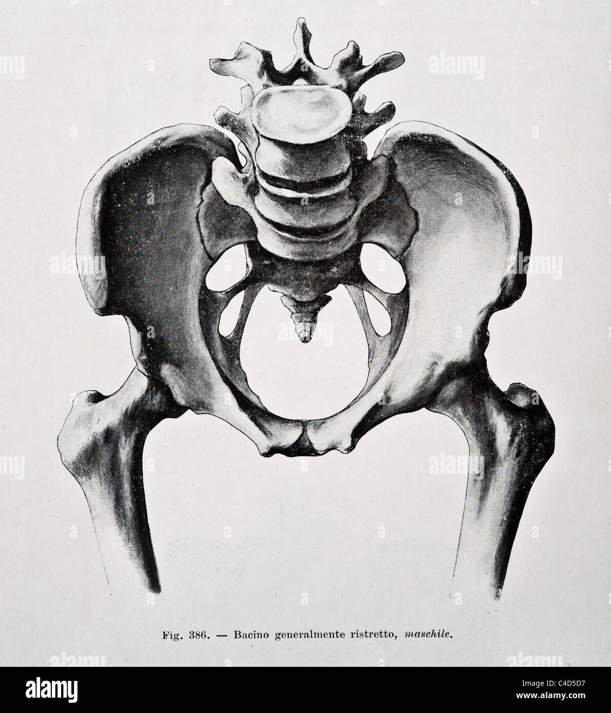 Illustration of Human Pelvis copyright 1905 Stock Photo - Alamy