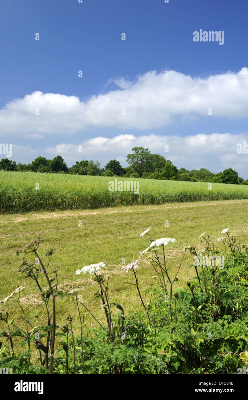 English countryside in spring Stock Photo - Alamy