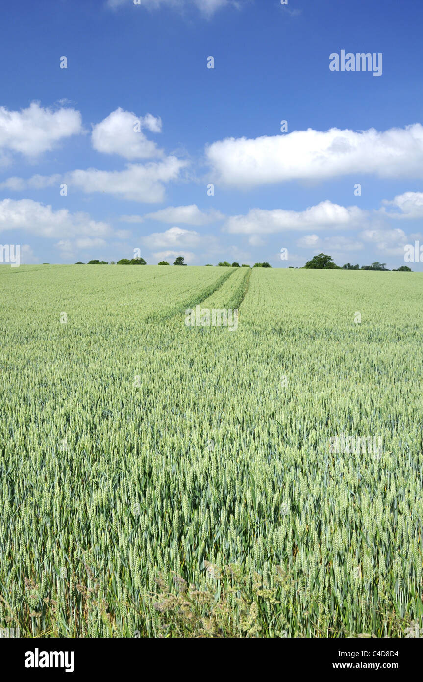 Wheat field in the English countryside Stock Photo - Alamy