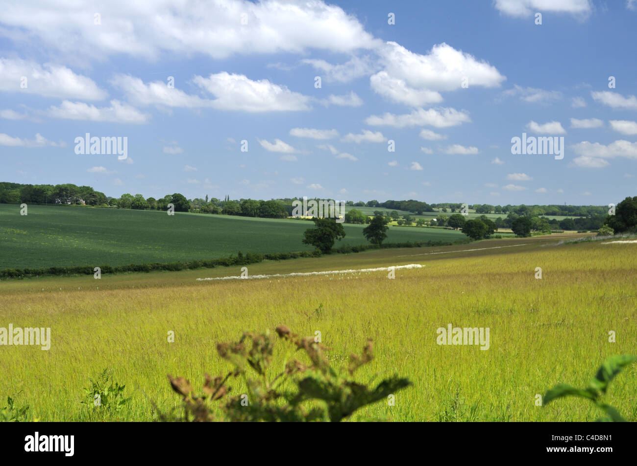English Woodland Trust Landscape conservation area in Heartwood Forest ...