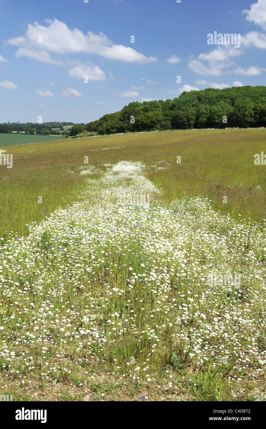Conservation area uk hi-res stock photography and images - Alamy