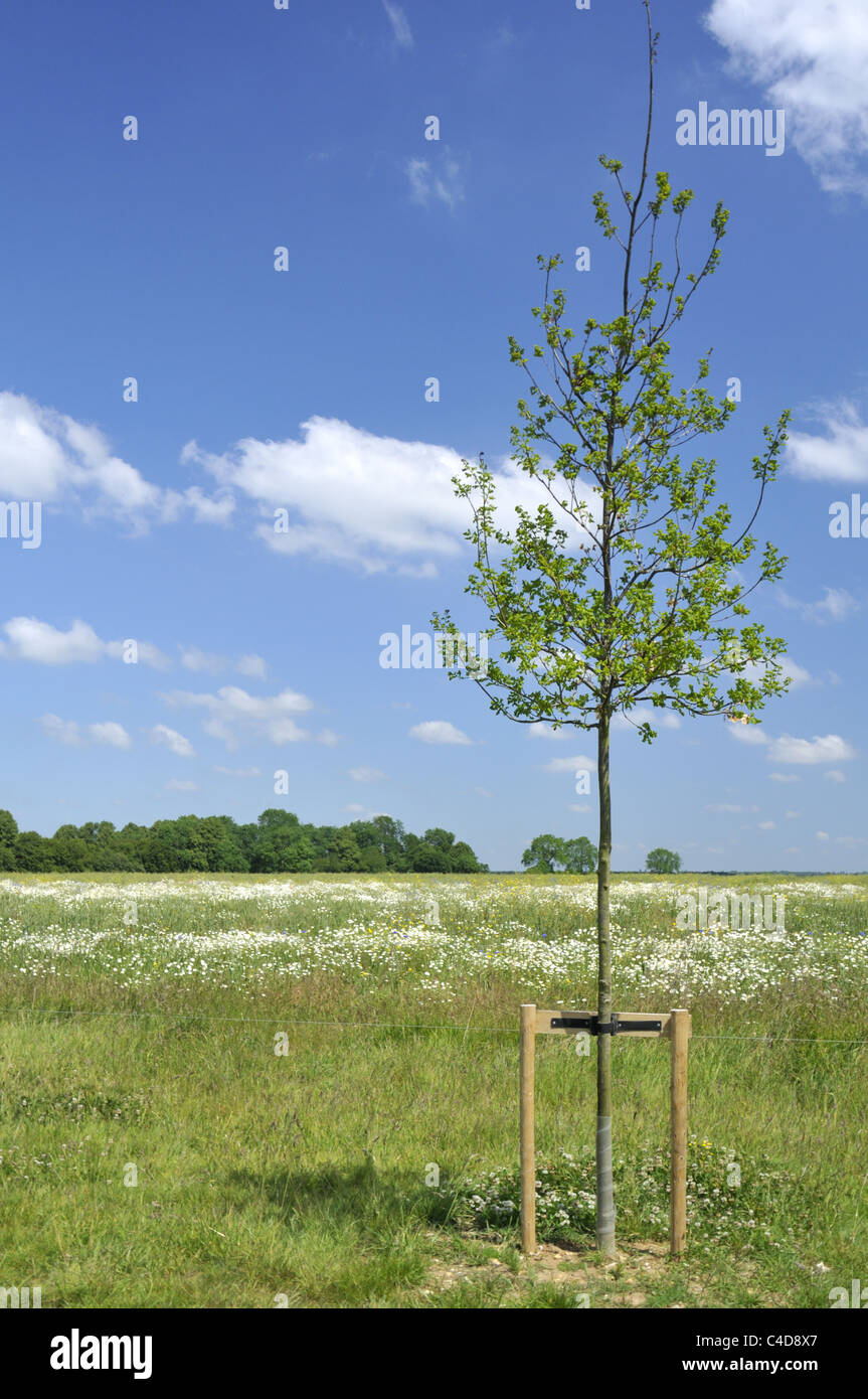 Conservation area uk hi-res stock photography and images - Alamy