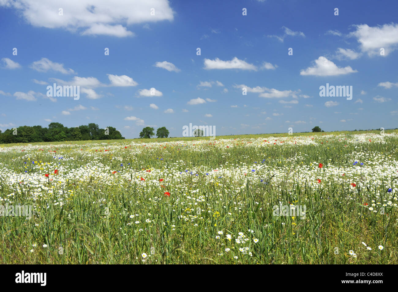 English wildflower meadow hi-res stock photography and images - Alamy