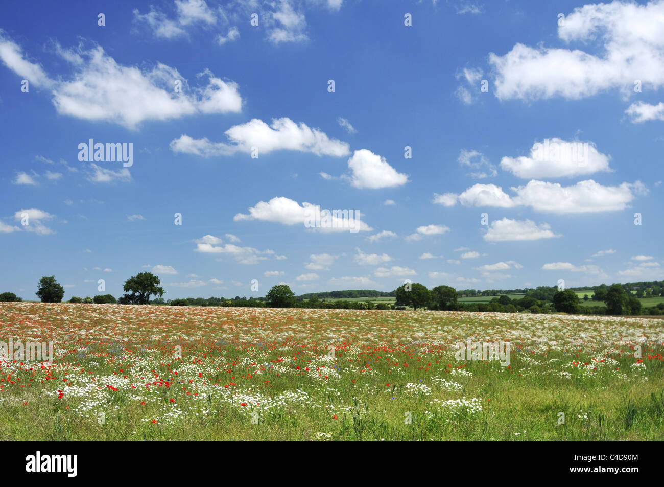 Chalk loving plants hi-res stock photography and images - Alamy