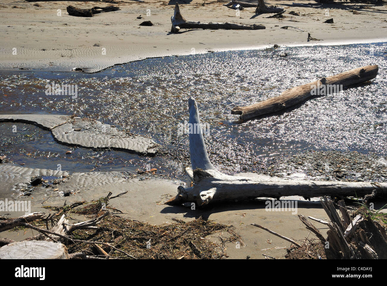 Uprooted driftwood trees at Washaway Beach in Grayland, Washington ...