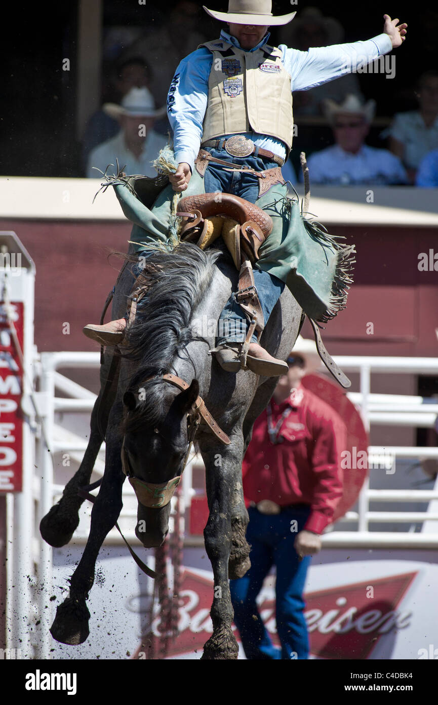 Saddle bronc rodeo event at the Calgary Stampede Stock Photo - Alamy
