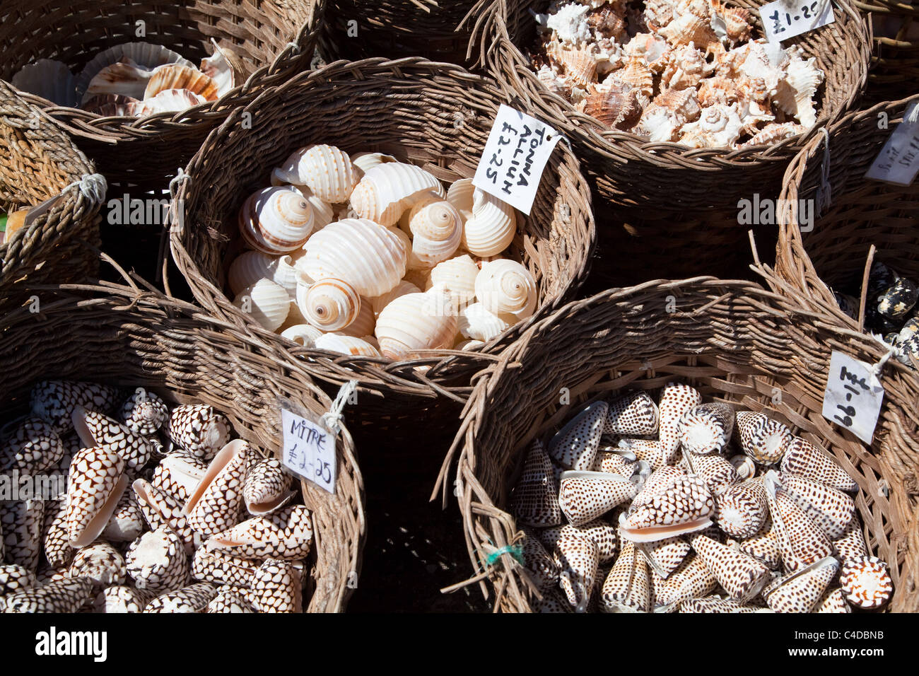 Sea shells on sale Stock Photo - Alamy