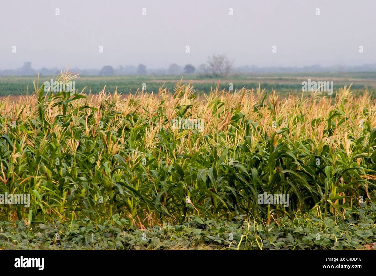 Corn is growing in a cornfield on a rural farm in Cambodia Stock Photo ...