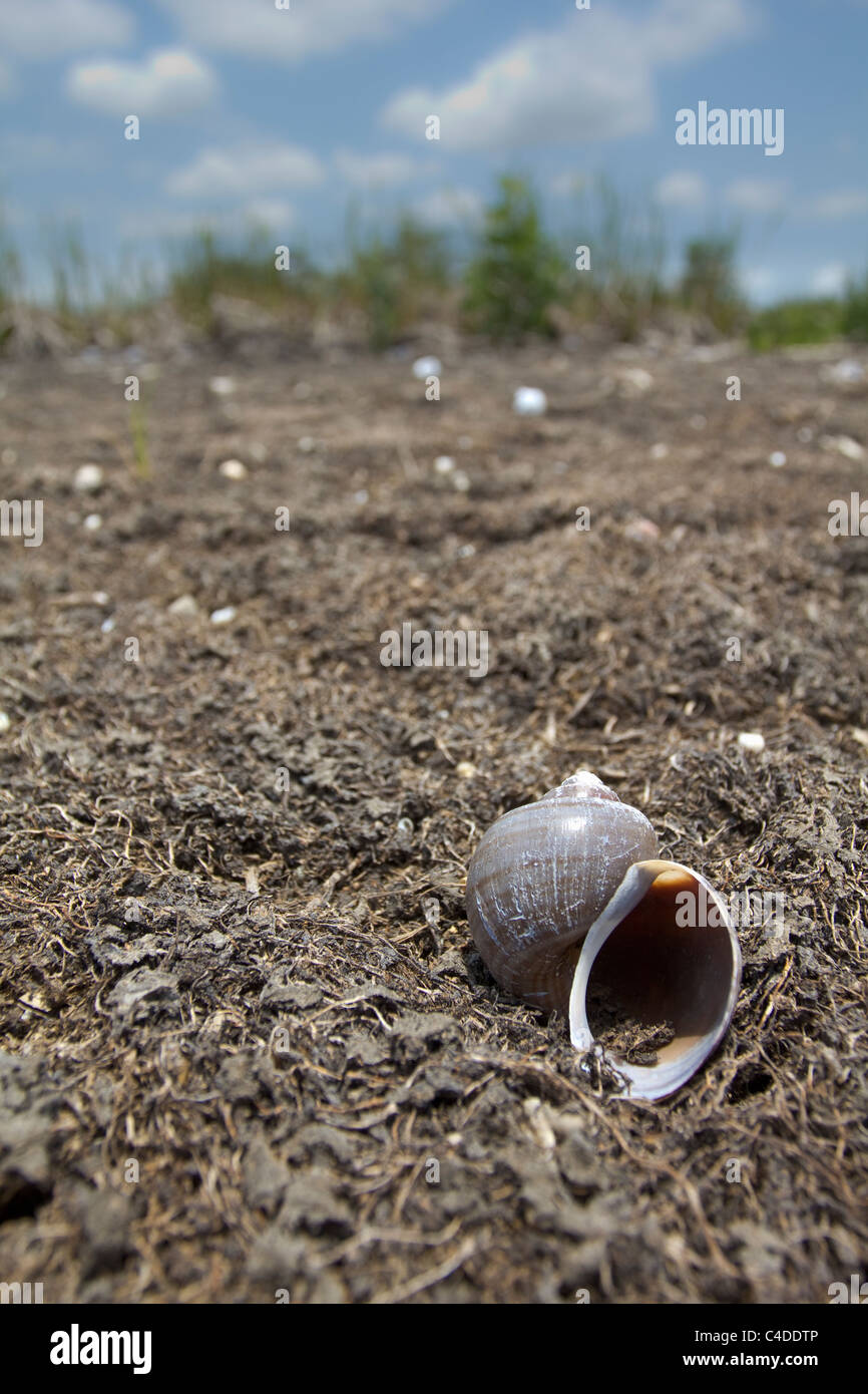 an apple snail shells rests on the dry ground of a dried out wetland in ...