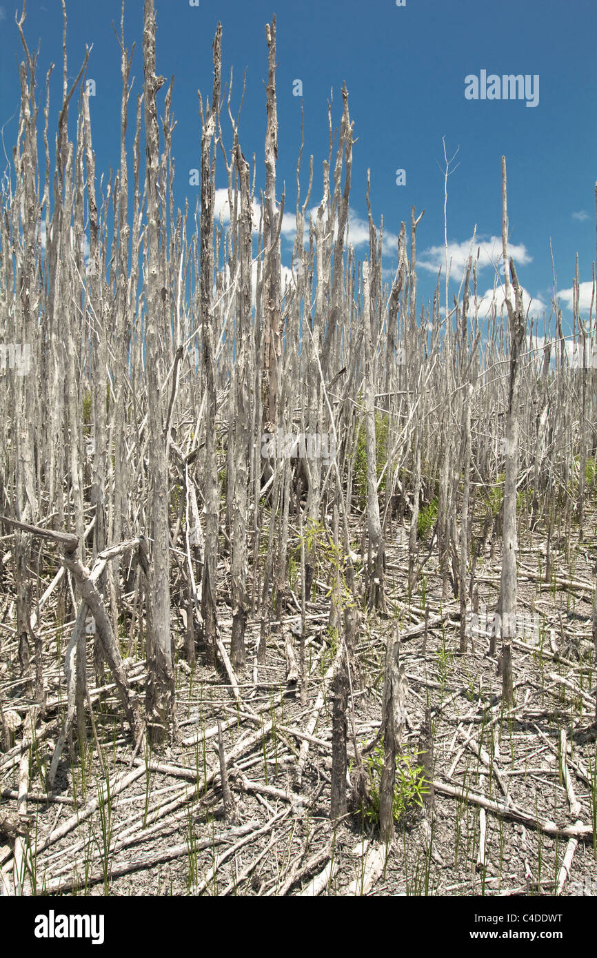 Melaleuca Invasive Species In Florida