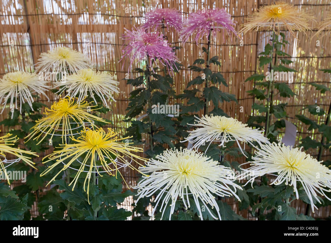 At Hase-dera temple, floral display with flowers held erect using wire ...