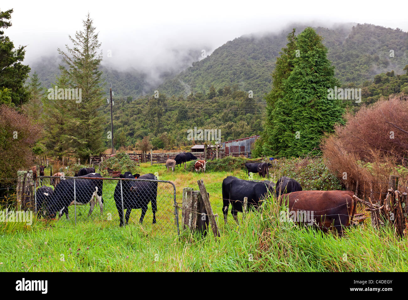 Rural New Zealand Stock Photo - Alamy