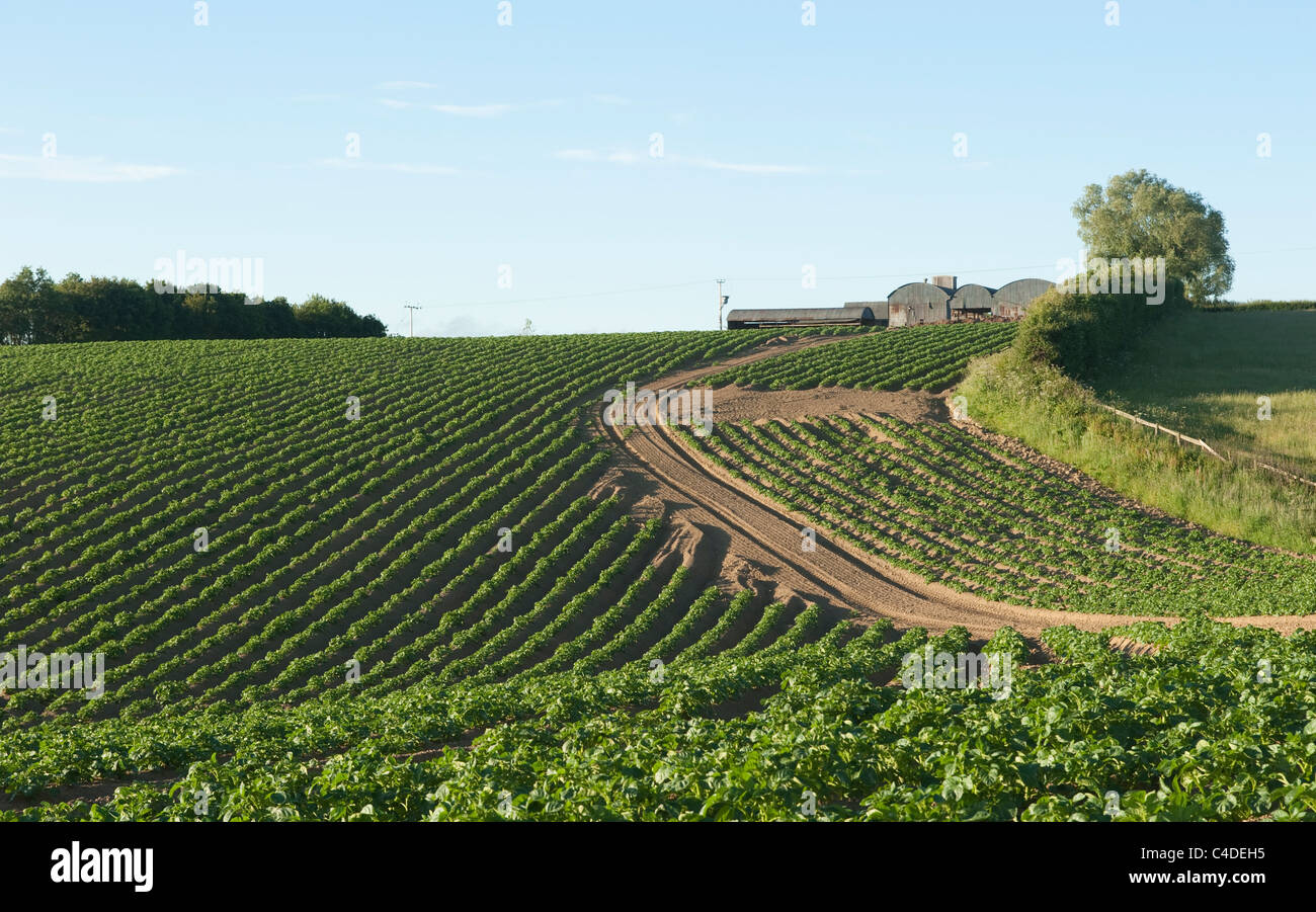 Farm and potato crops in Herefordshire Stock Photo - Alamy