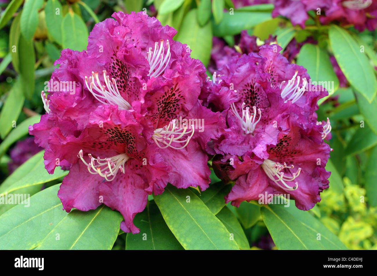 Purple rhododendron flowers close up Stock Photo - Alamy