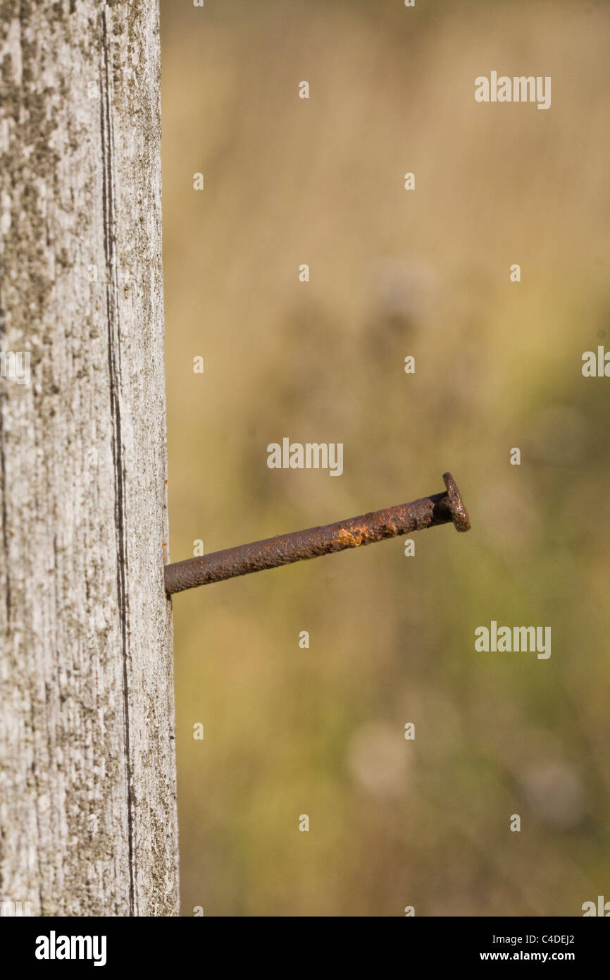 rusty nail in wooden post Stock Photo - Alamy