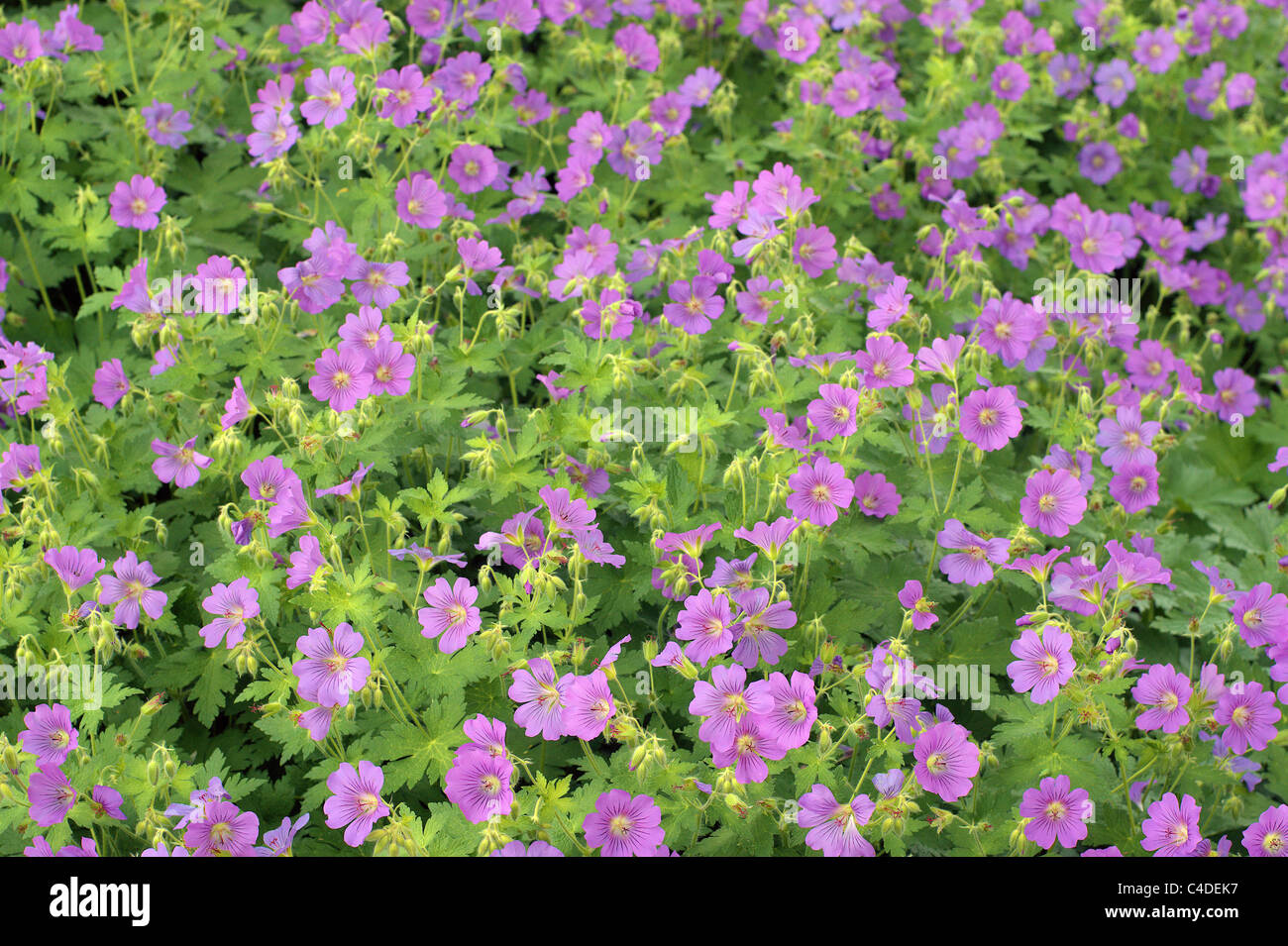 Purple geranium blossom Stock Photo - Alamy