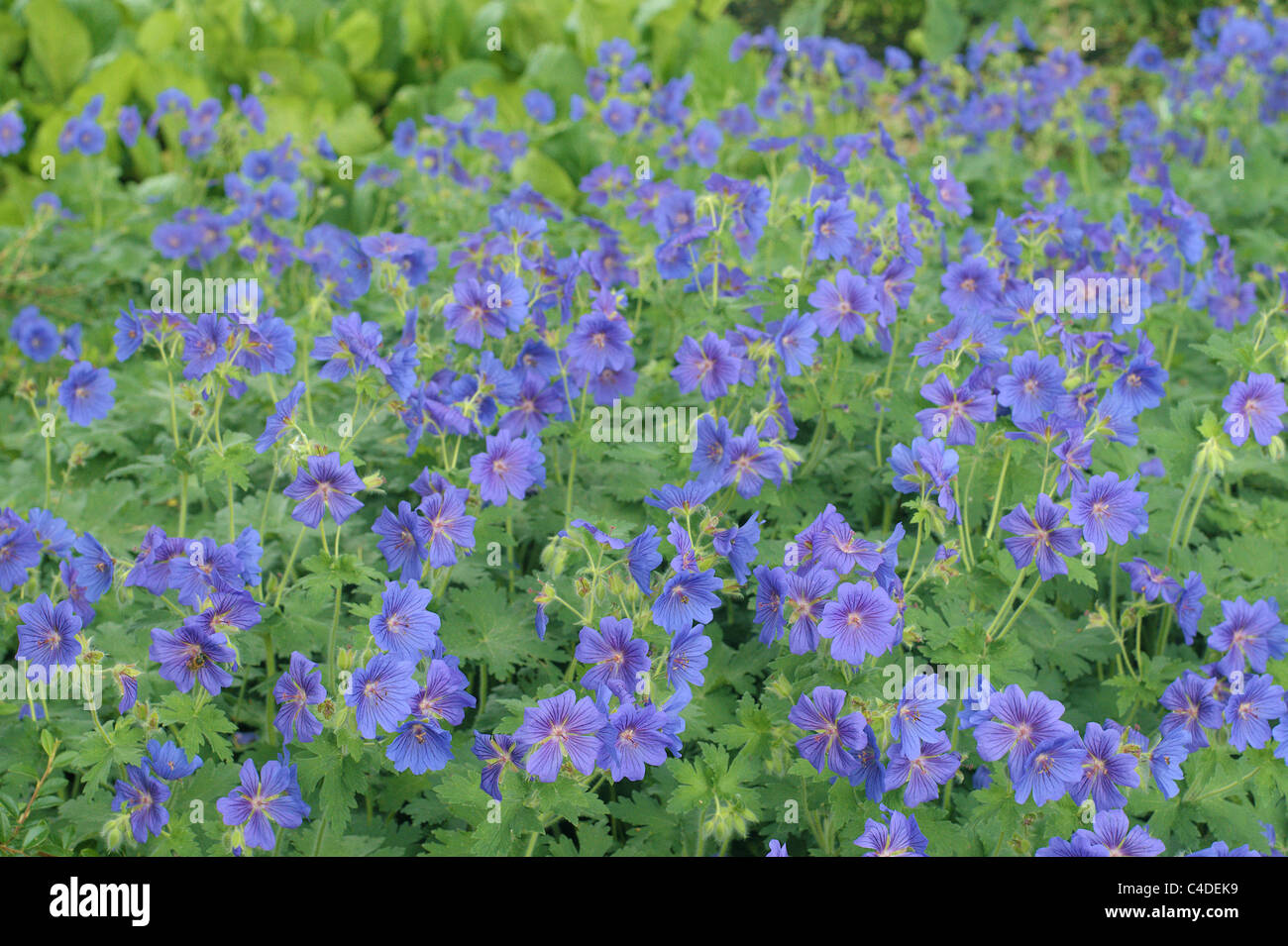 Purple geranium blossom Stock Photo - Alamy