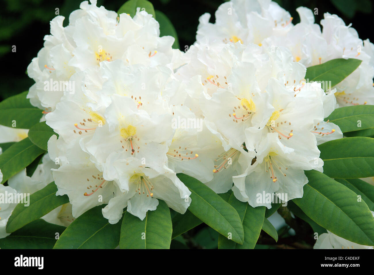 White Rhododendron