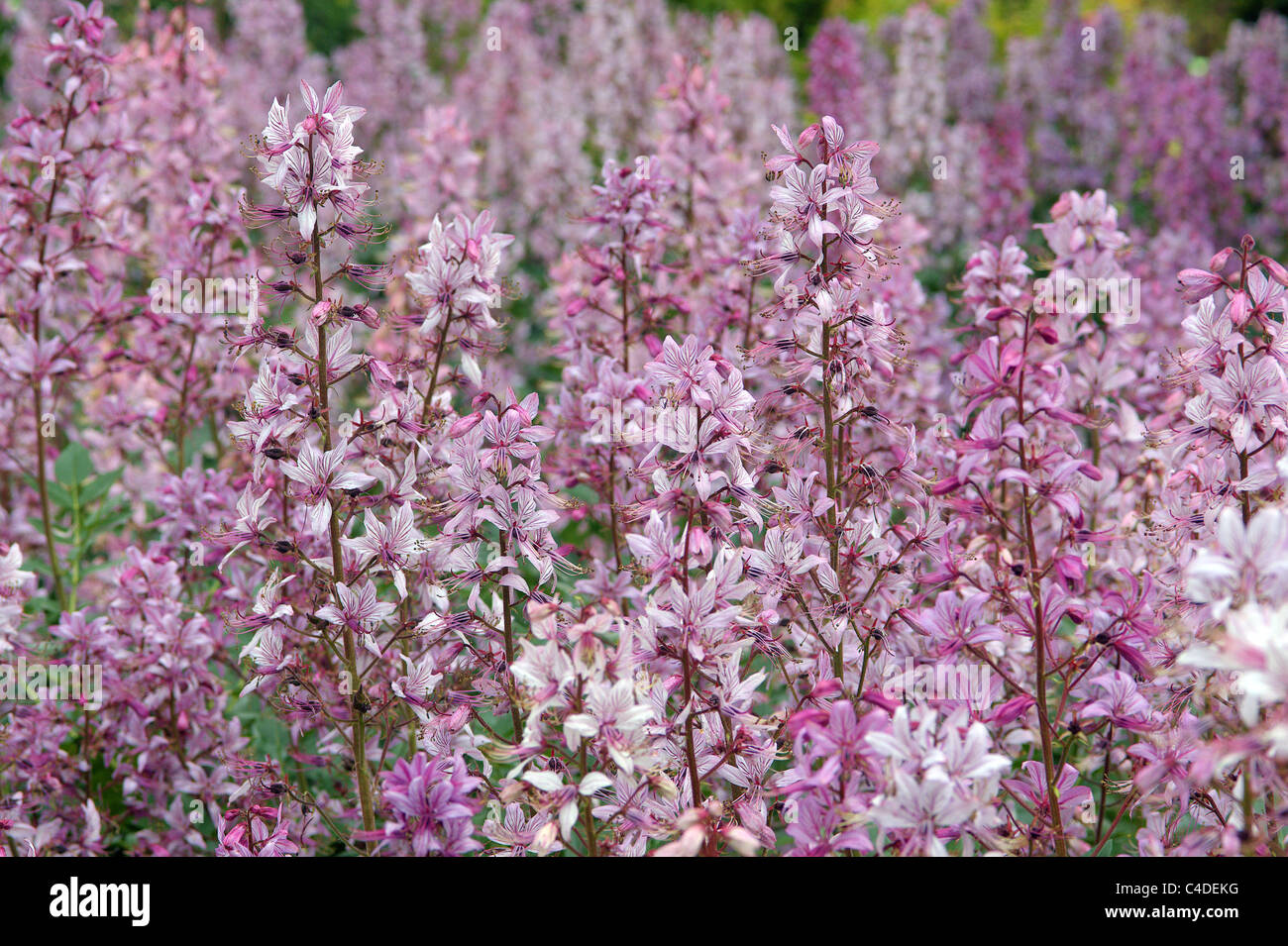Mass blooming diptams diptam Dictamnus albus Stock Photo - Alamy